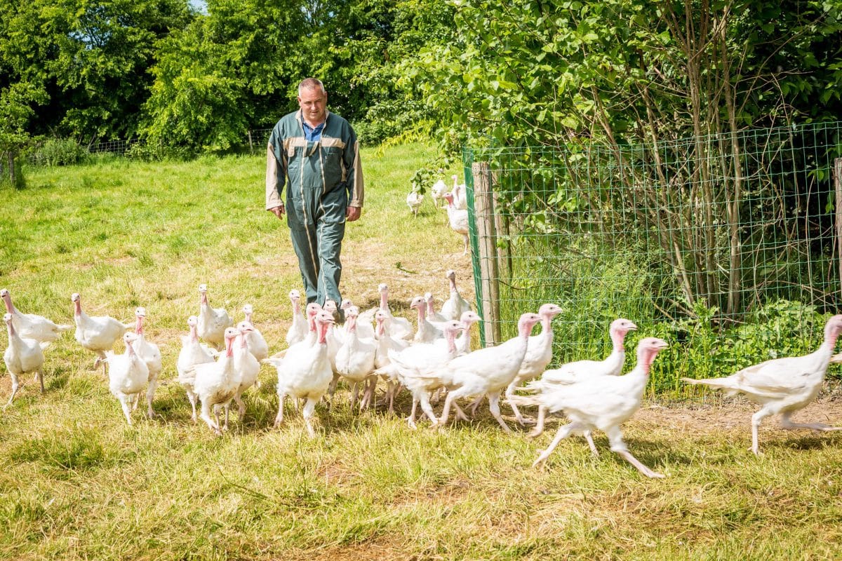 Elevage d'animaux de basse-cour Normandie - Agri Normandie